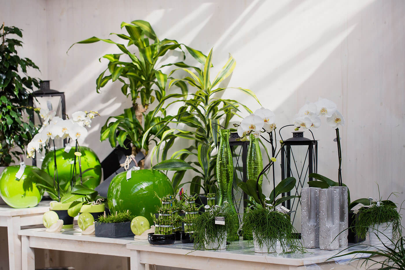 Offrir un cadeau vert - Tropix