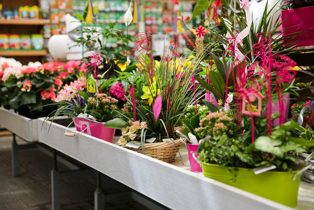 Offrir un cadeau vert - Tropix