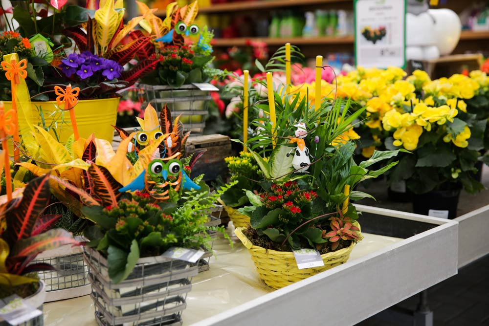 Offrir un cadeau vert - Tropix